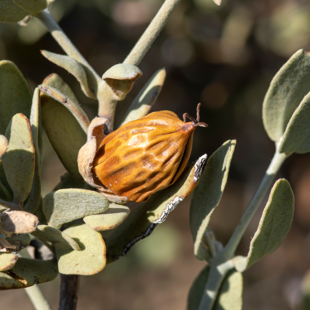 Ingredient Dive: Jojoba – roe Wellness